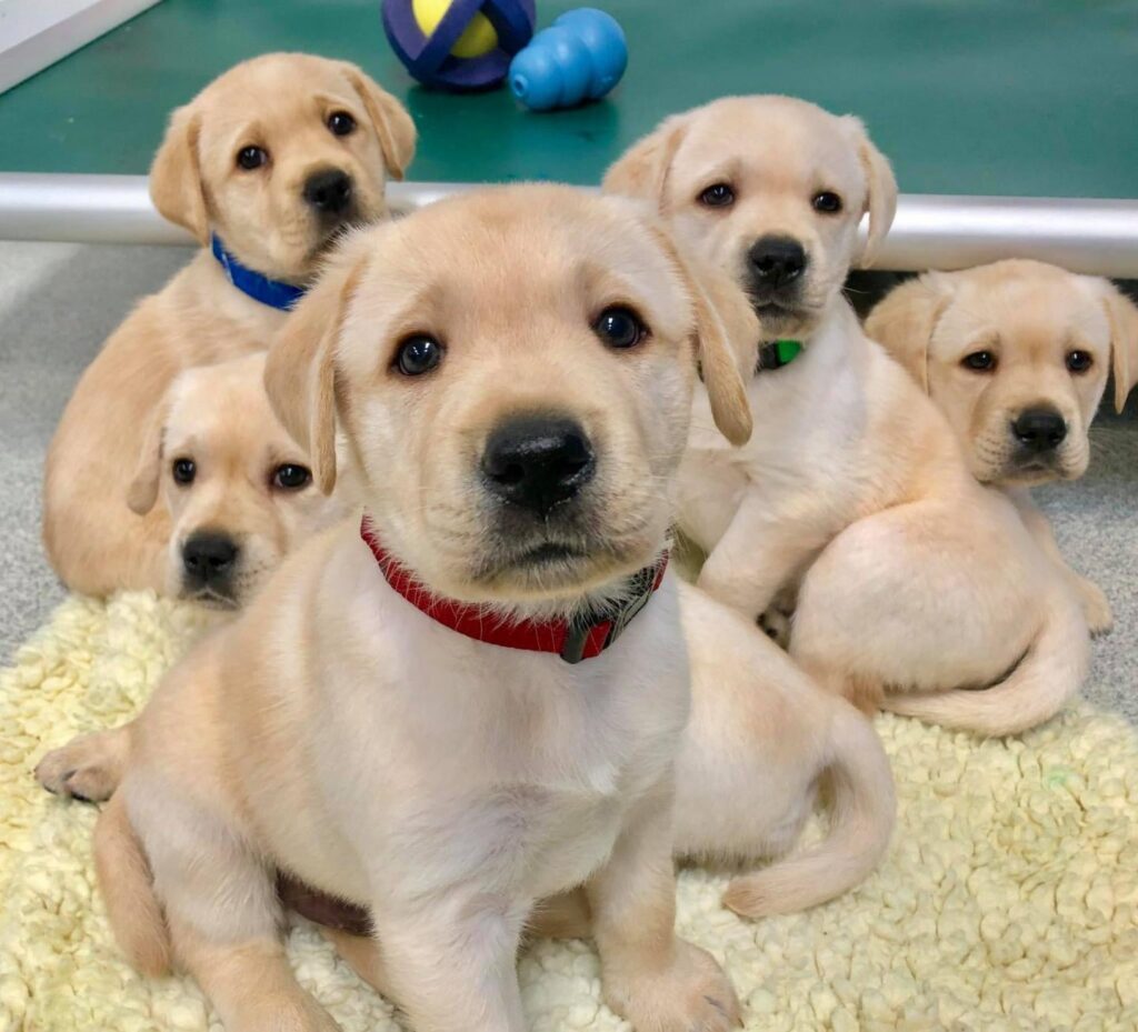 Puppy Experiment Shows How Dogs Connect With Humans From Birth