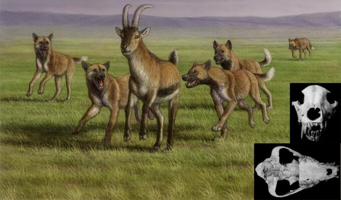 Humans Lived Alongside Fierce Dog-Like Creatures in Prehistoric Europe ...