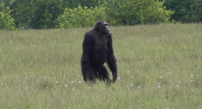 For the First Time Ever, Scientists Witness Chimps Killing Gorillas