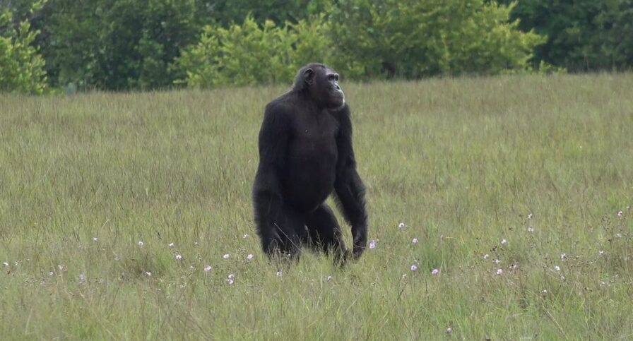 For the First Time Ever, Scientists Witness Chimps Killing Gorillas