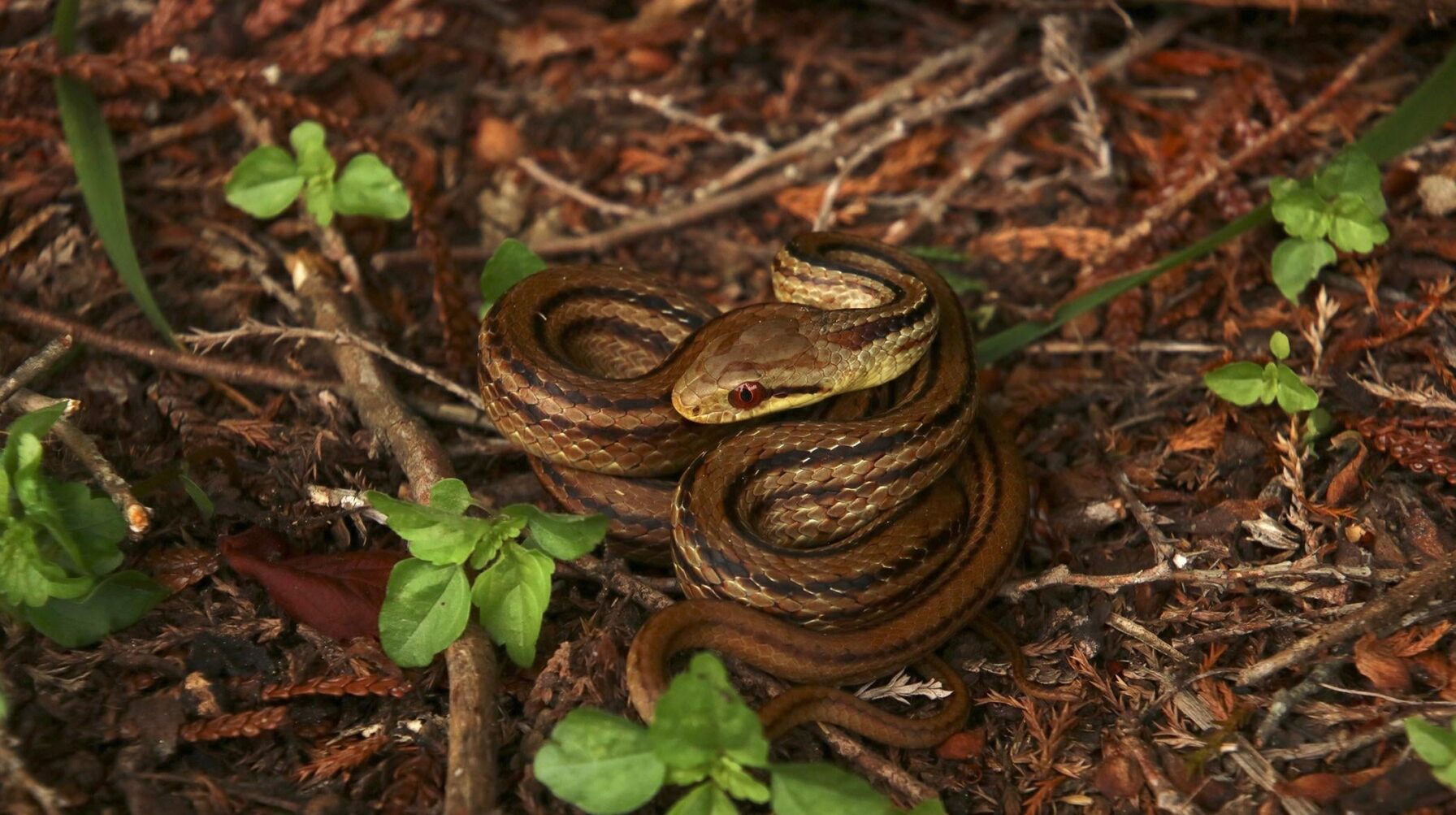 Snakes Outfitted With Tiny Sensors Are Monitoring Fukushima’s Radioactivity