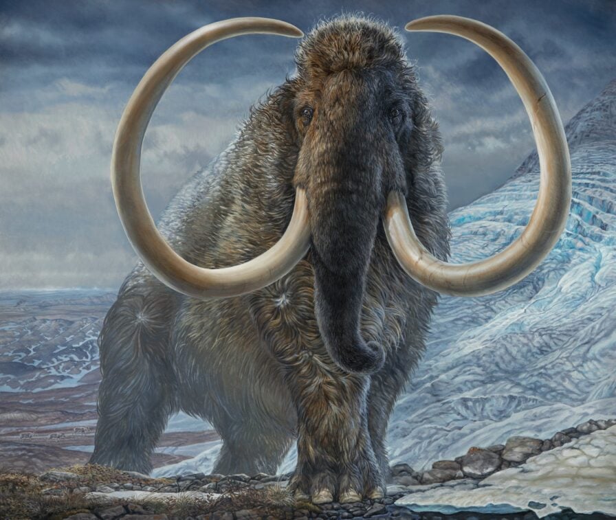 Unprecedented Study of a Woolly Mammoth Shows Where It Roamed From ...