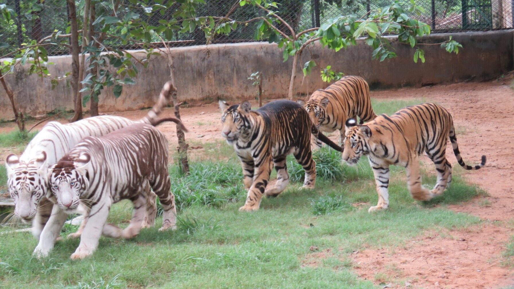India's 'Black Tigers' Have Unusually Thick Stripes Thanks to a Genetic ...