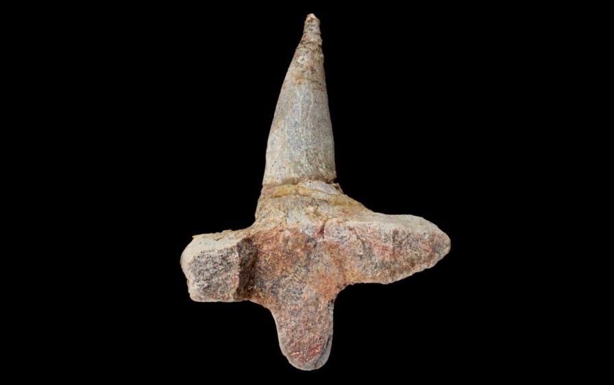 These Spikes Grew Right Out of a Dinosaur's Ribs