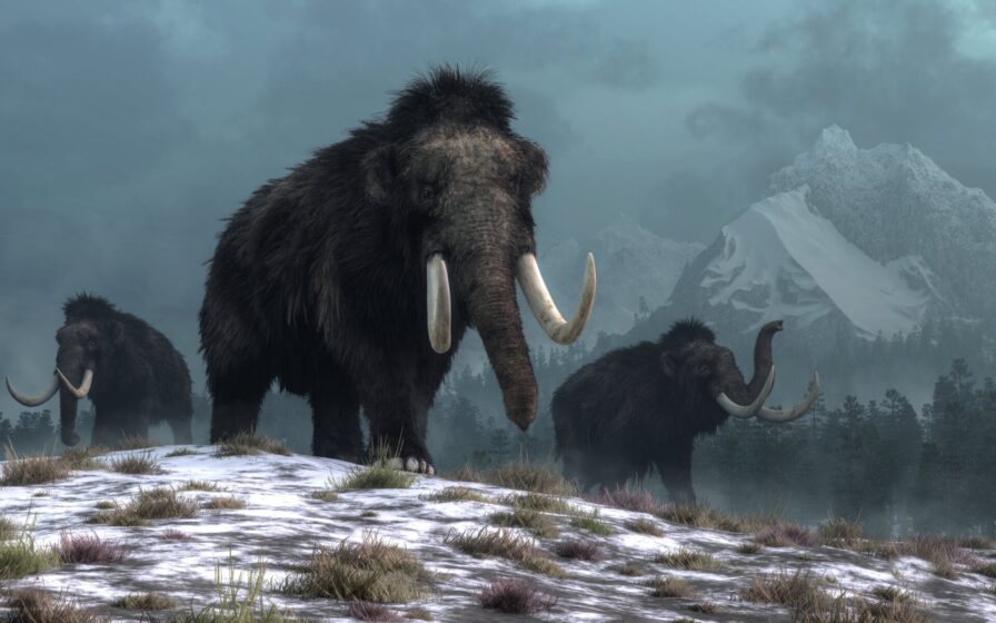 Climate Change Wiped Out the Mammoth, New DNA Study Shows