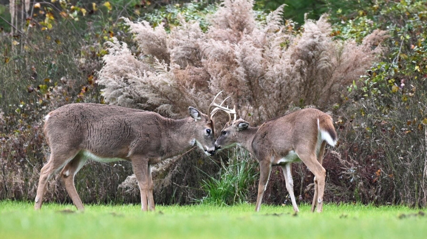 Two Scary Deer Illnesses Are Spreading in the U.S.