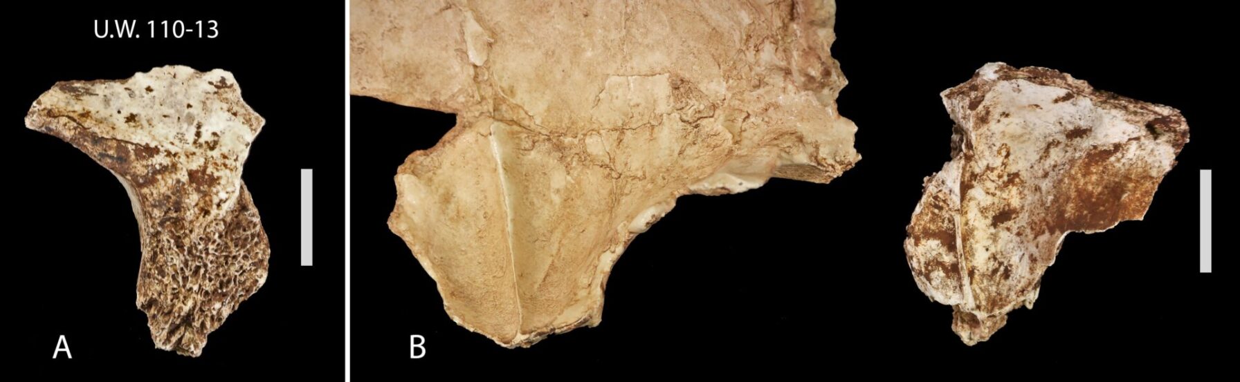 Child Skull of Enigmatic Ancient Human Found in South African Cave
