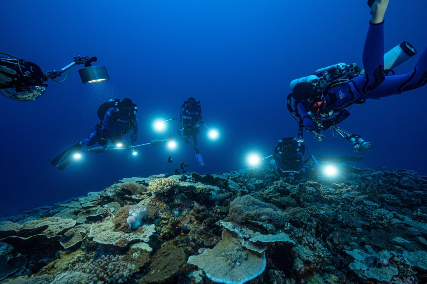 Tahiti’s Newly Discovered Coral Reef Is an Absolute Masterpiece | Page ...