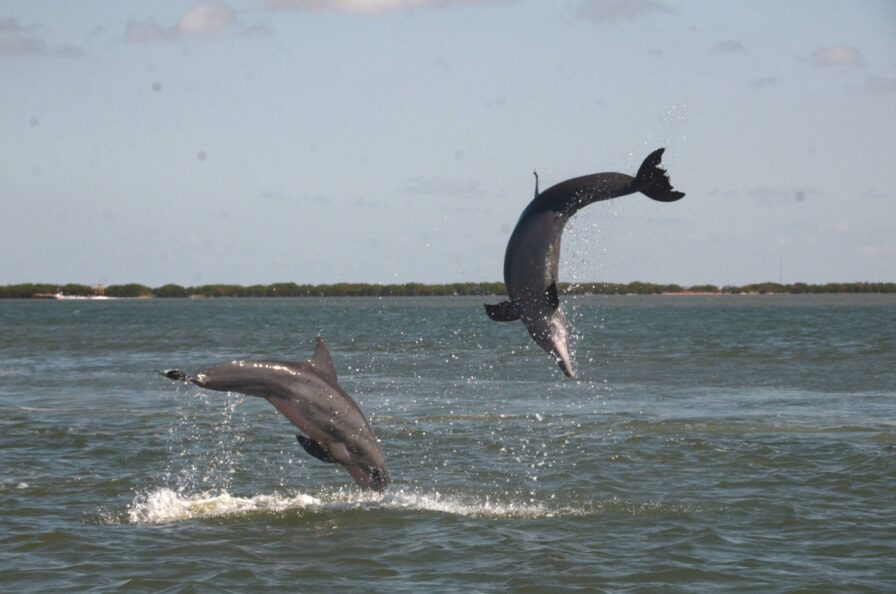 Dolphins Have a Fully Functional Clitoris, Study Finds
