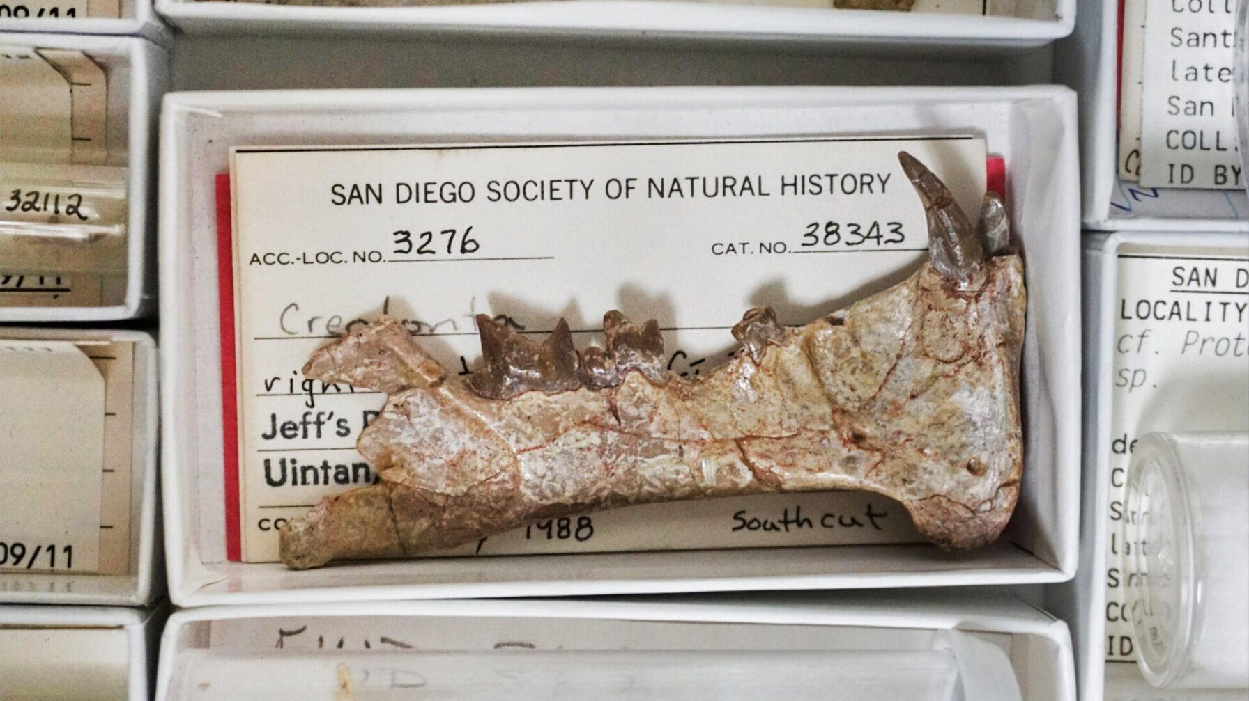 Fossil Reveals One of the First Saber-Toothed Mammals