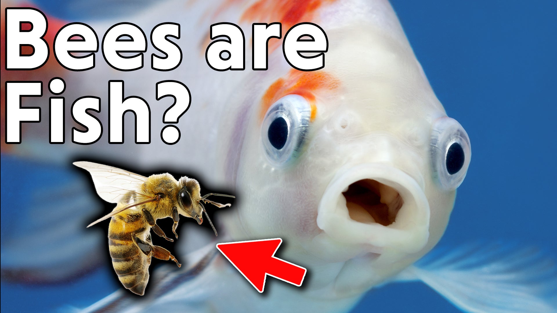 Bees Are Fish Now, I Guess?