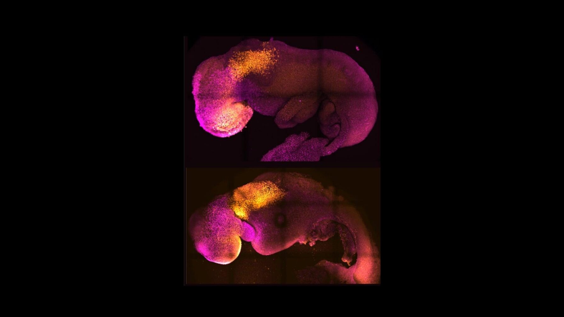 UK Scientists Create a Mouse Embryo From Stem Cells, No Sperm or Egg ...