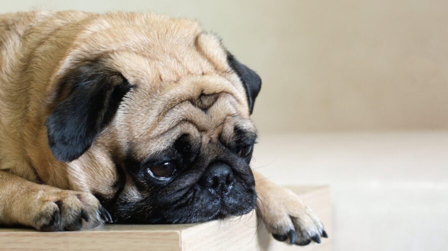 Why Do Dogs Get Dementia? Large Study Finds Similar Risk Factors to Humans