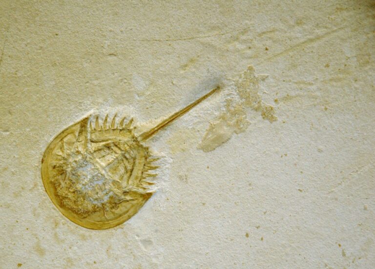 The Clumsy, the Weird, the Gross: These Fossils Reveal How Extinct ...