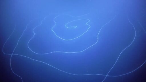 This Freaky Spiral Thing Is Alive