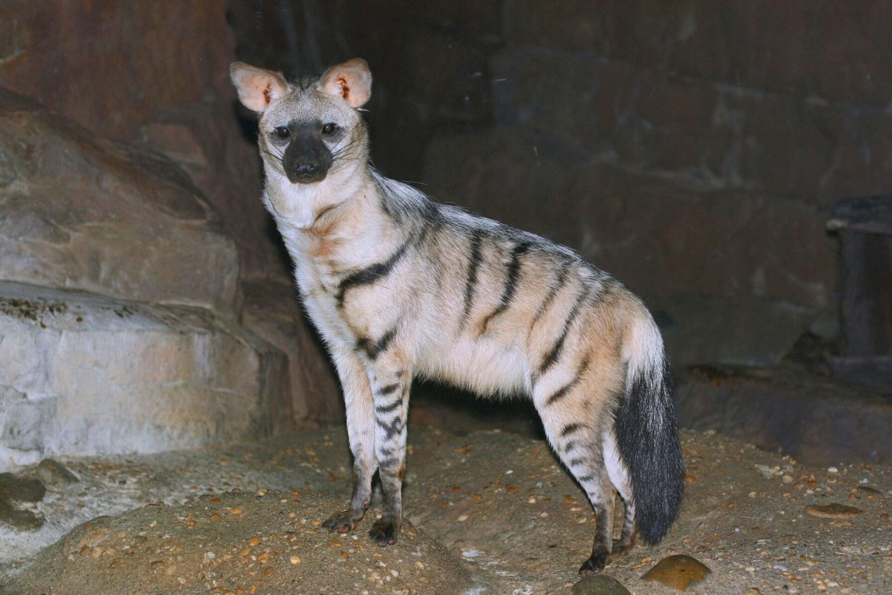 12 Animals That Look Fake but Are Not