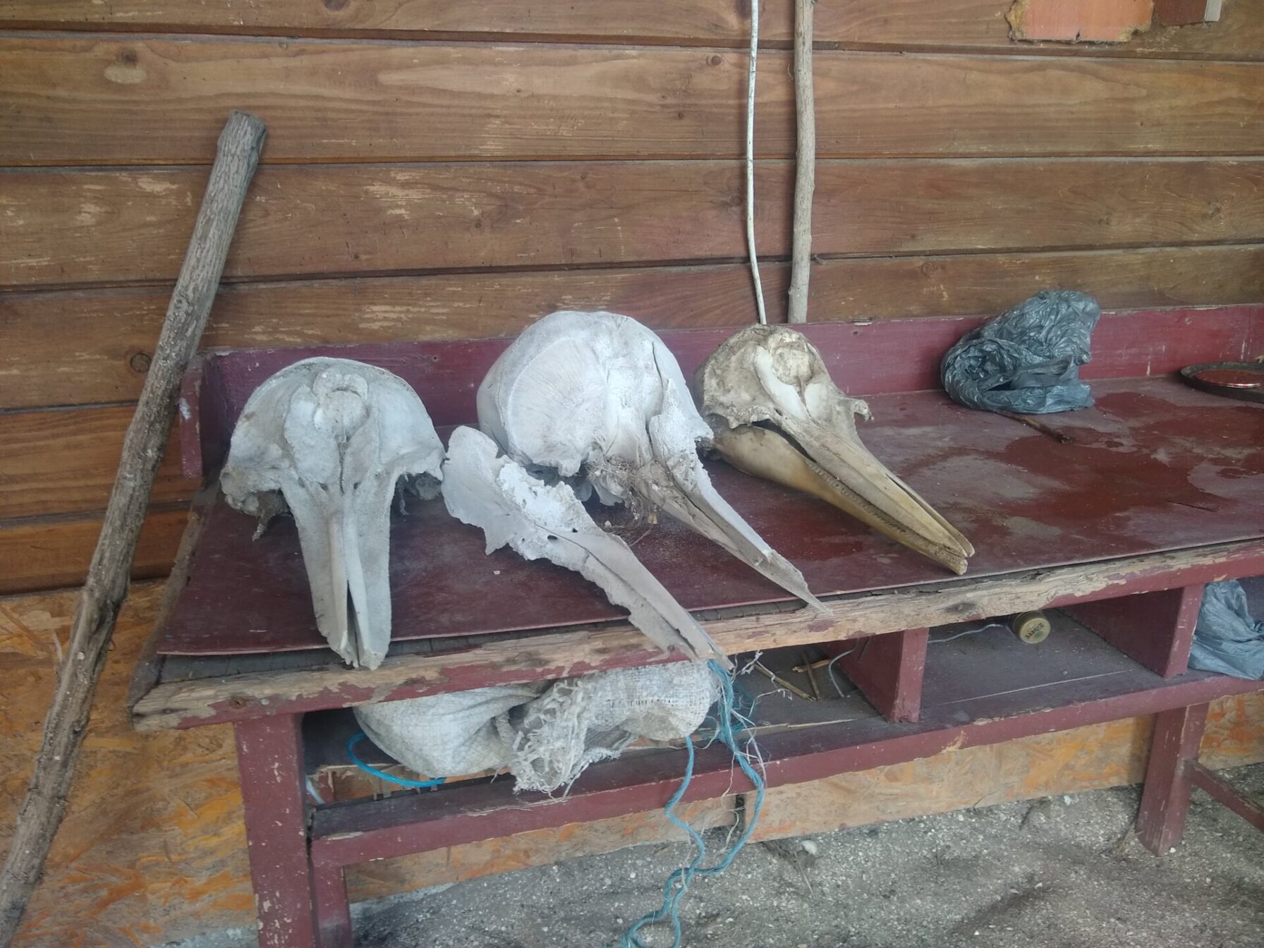 In Ukraine, Dead Dolphins Tell a Story of Ecocide and Violence