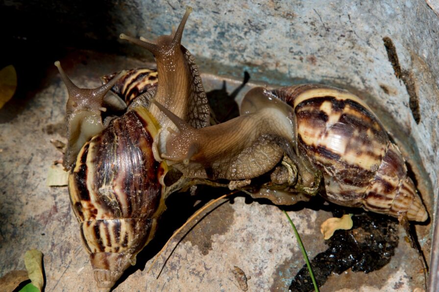 Big Snails Mean Bigger Problems for Florida