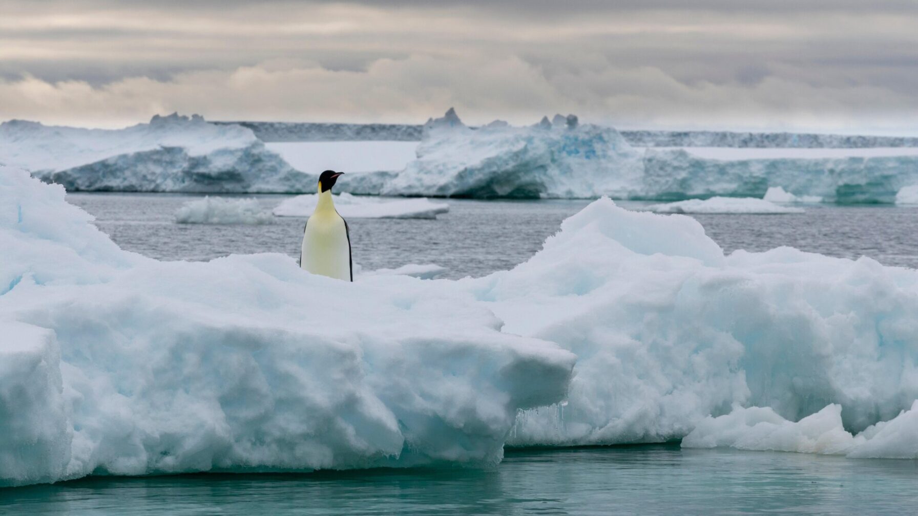 Record-Low Ice Levels in Antarctica Killed Thousands of Penguin Chicks ...