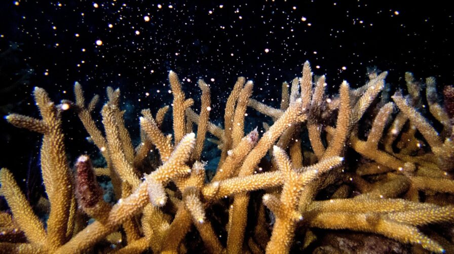 Blazing Ocean Temperatures Threaten Critical Coral Reefs in the Florida ...