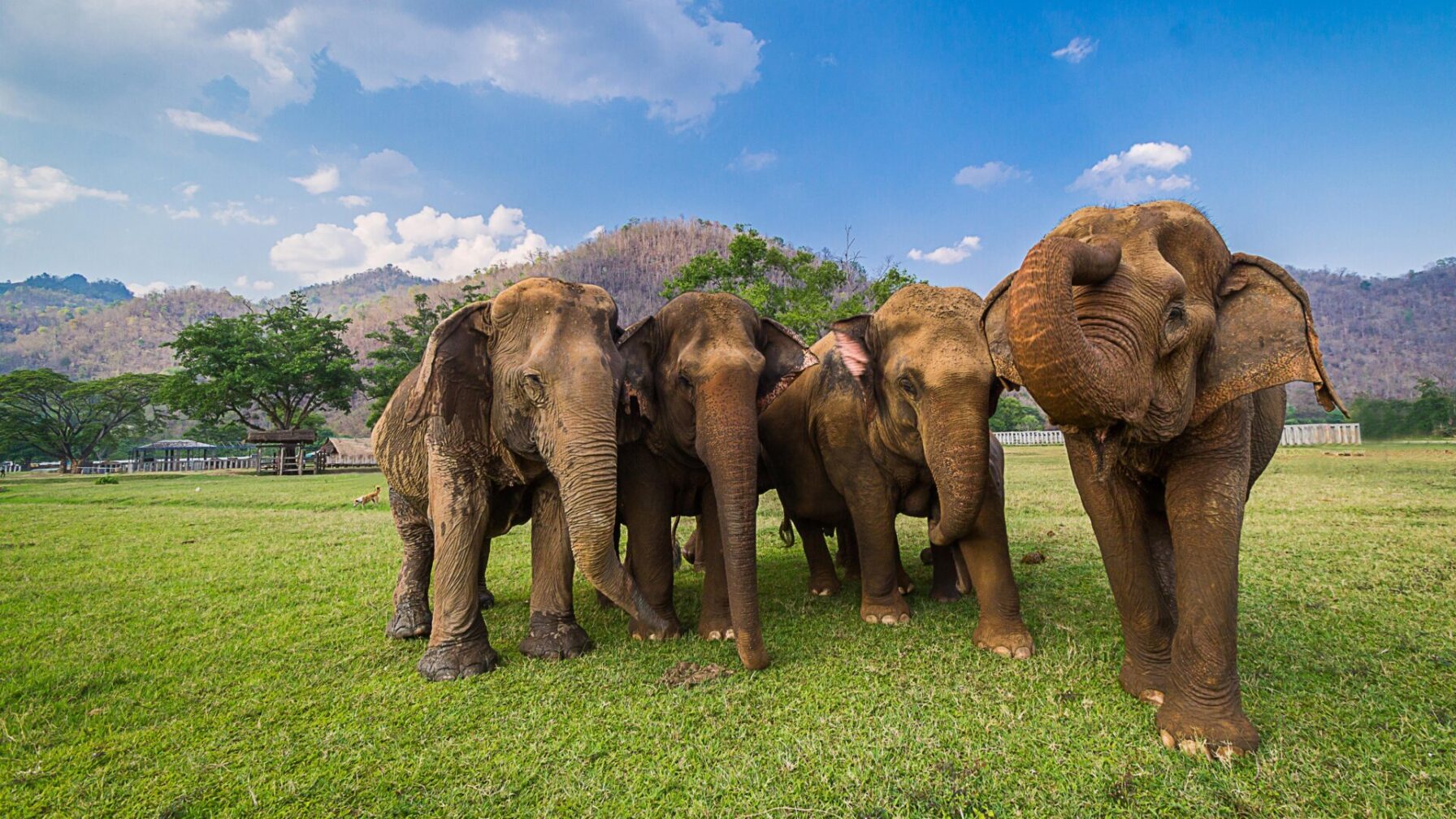 It's Not Just You and Your Friends: Some Elephants Are Better at Puzzle ...