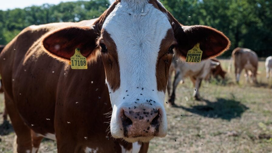 How Do We Know Cows Are So Bad for the Climate?