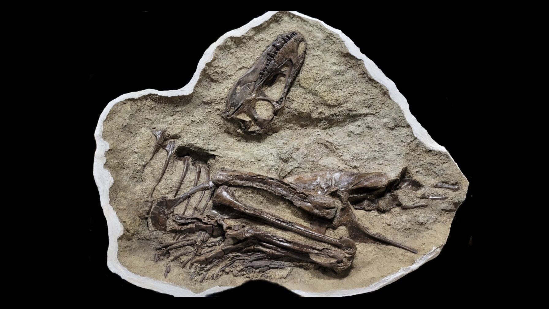 Tyrannosaur Ate Baby Dino Drumsticks Before It Died, Stunning Fossil ...