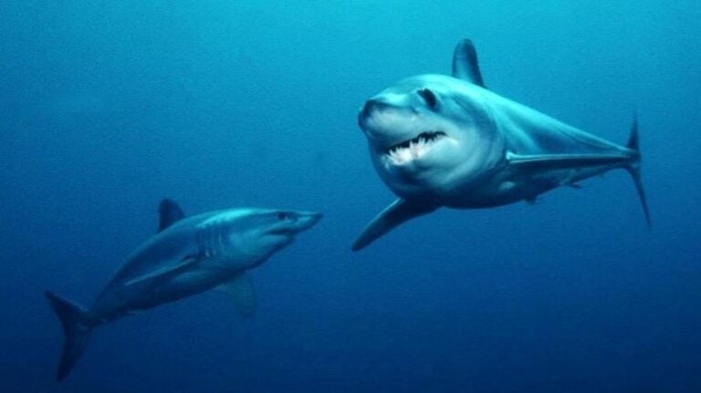 The Massive, Ancient Megalodon Shark Was... Skinny?