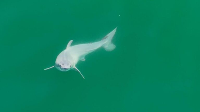 Living Newborn Great White Shark Seen for the First Time Ever