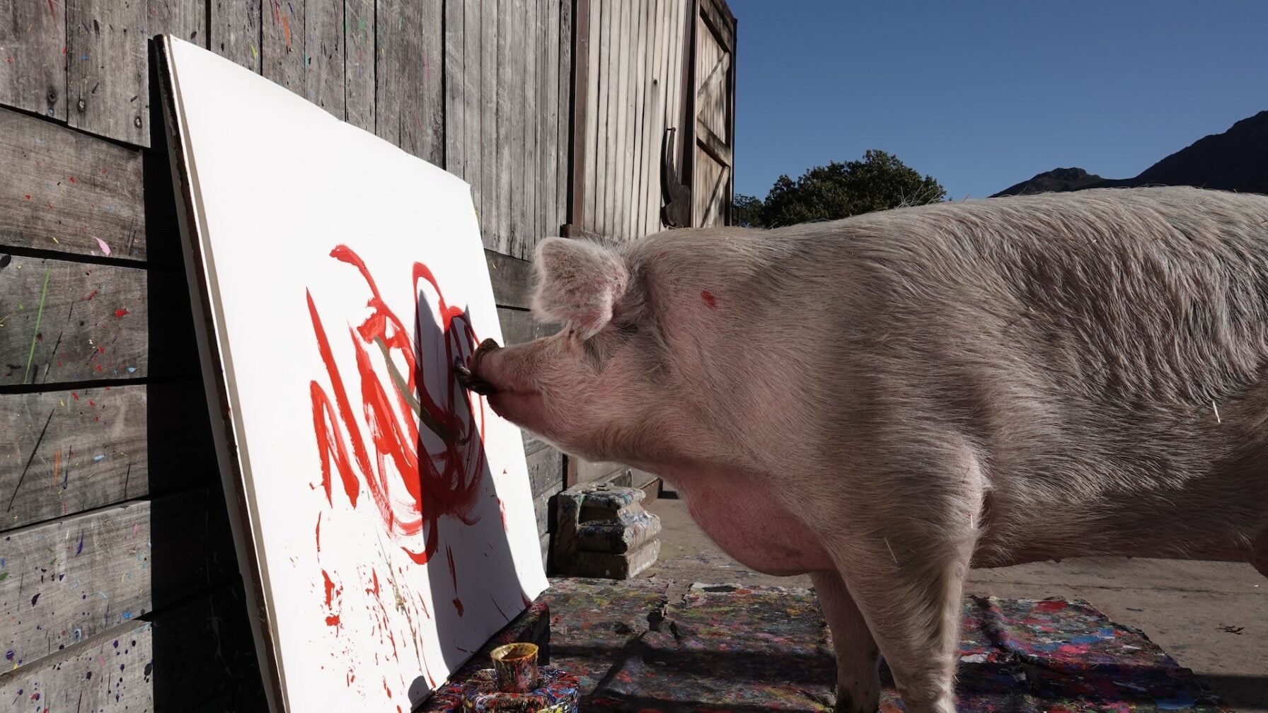 Pigcasso the Famous Painting Pig Whose Art Sold for Thousands Dies at 8 ...