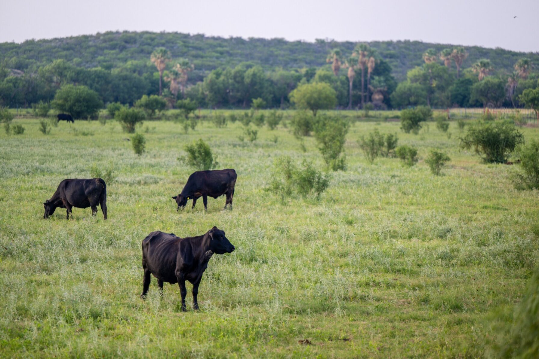 A Toxic Grass Is Spreading in the U.S., Threatening Livestock