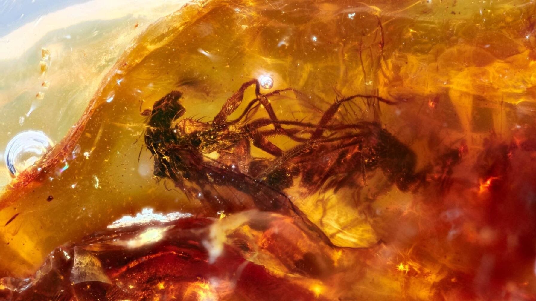 These Flies Have Been Trapped in the Bone Zone for 41 Million Years