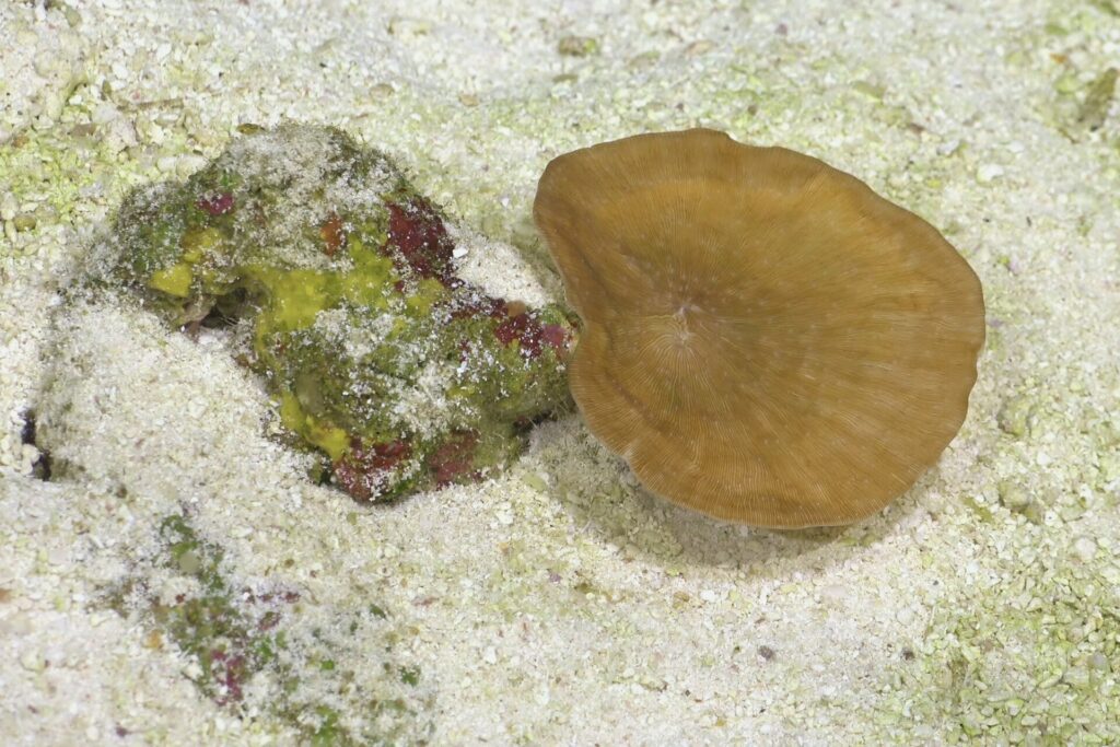 Trove of Unknown Deep-Sea Life Discovered in the South Pacific | Page 6 ...