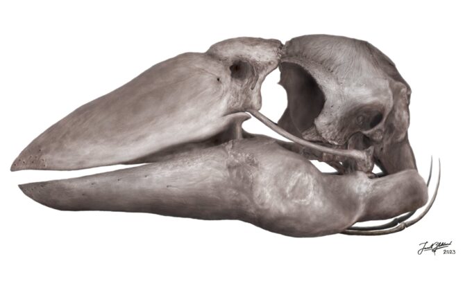 Meet the 'Giga-Goose,' a 500-Pound Ice Age Bird