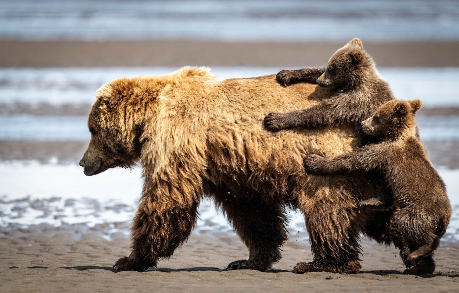 Delightful Comedy Wildlife Photos Show the Lighter Side of Mother ...