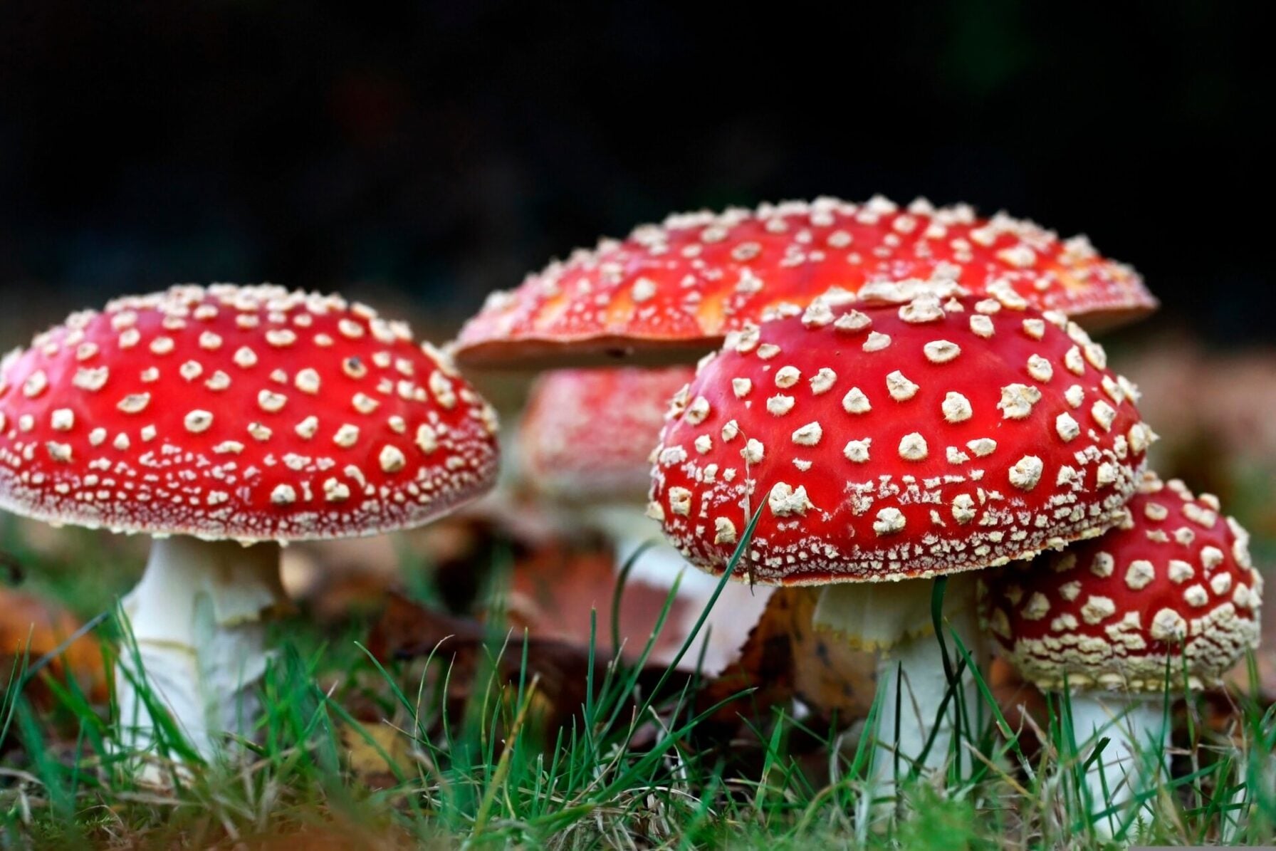 'Nootropic' Gummies Sold in Gas Stations Contain Illegal Hallucinogens ...