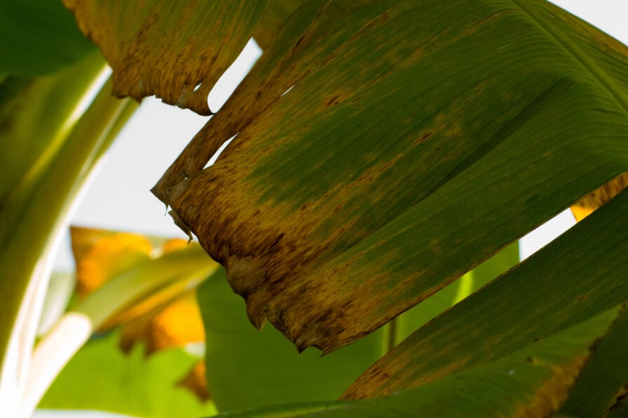 Genetically-Modified Orange Bananas Are Ready for Human Testing