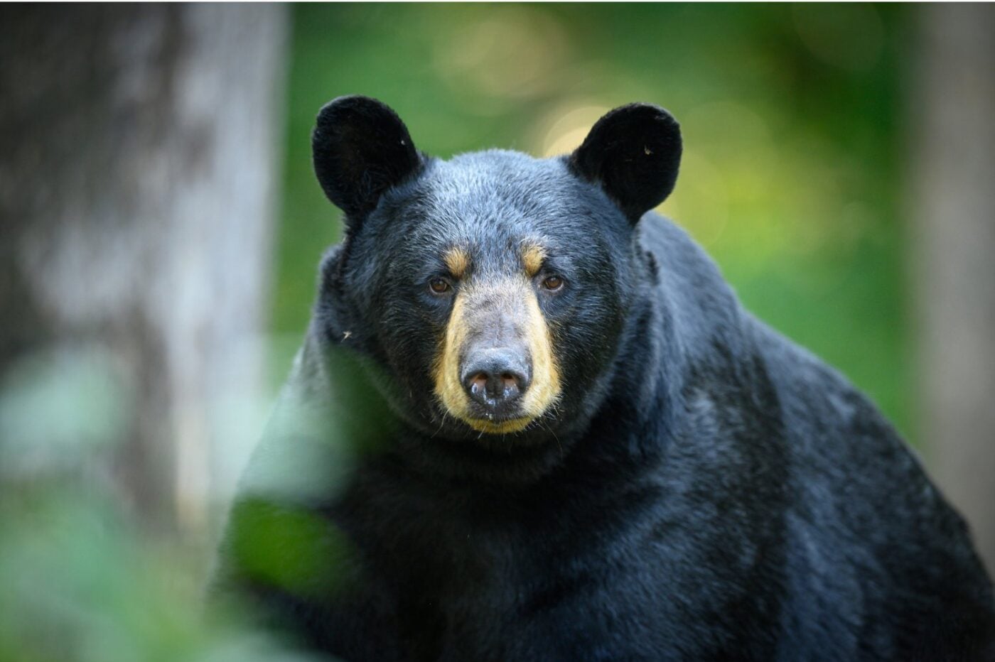 A Parasitic Eyeworm Is Spreading in the U.S.—and Bears Are the Latest ...
