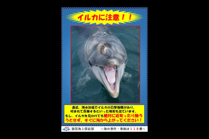 New Brain Scans Show How Dolphins Use Sound to See