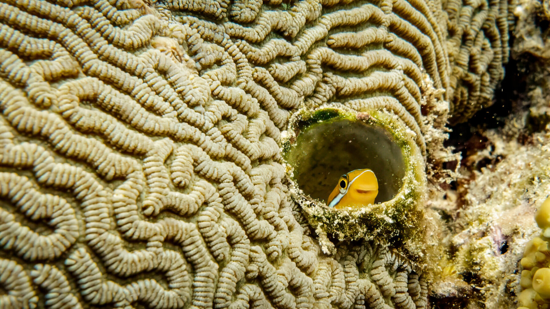 Witness the Silliest, Quirkiest, and Derpiest Wildlife Photo Finalists ...