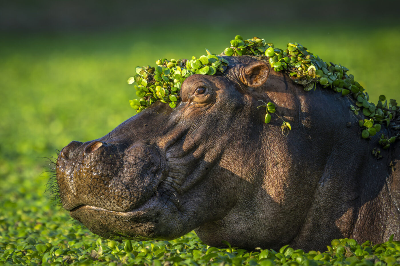 Witness the Silliest, Quirkiest, and Derpiest Wildlife Photo Finalists ...