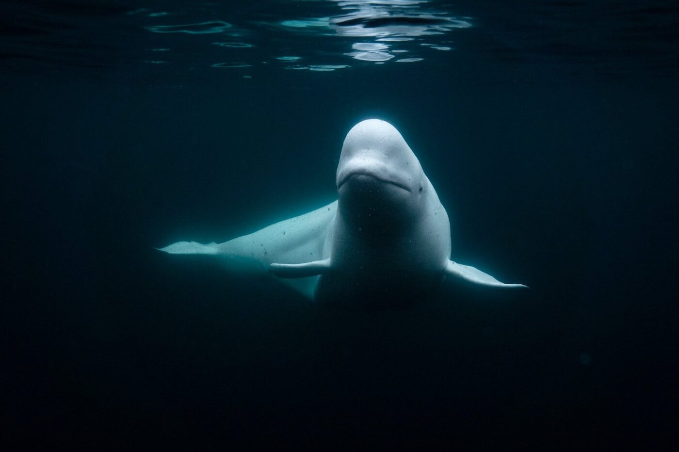 Watch As This Map Tracks the Whales Swimming Around Hawaii