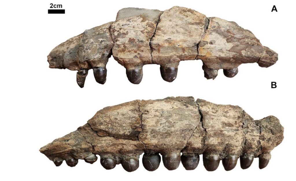 Nubby-Toothed Sea Monster Once Prowled Texas Seas, Recent Fossil ...