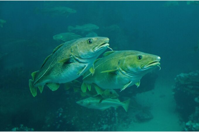 The World's Loudest Fish Is Now a Victim of Its Own Unique Talent