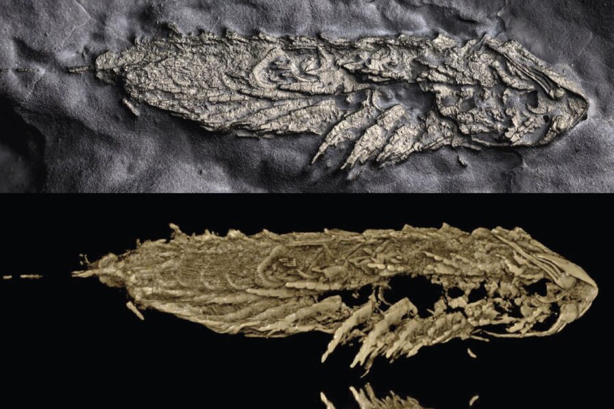 3D-Print Your Own 20-Million-Year-Old Fossils