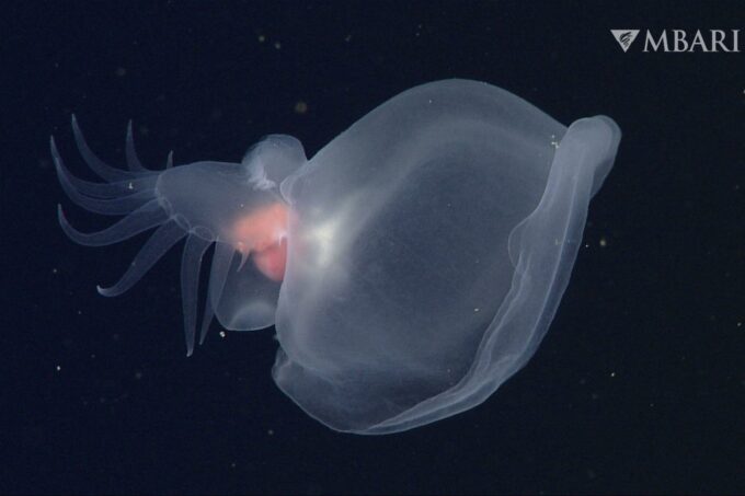 First-of-Its-Kind Glowing Sea Creature Discovered in Ocean's 'Midnight ...