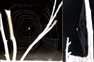 These Spiders Launch Their Webs at Prey. Here’s How They're So Deadly ...