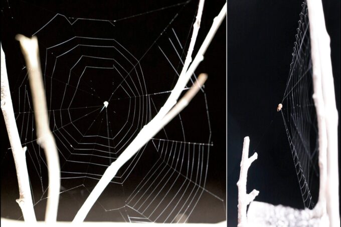 These Spiders Launch Their Webs at Prey. Here’s How They're So Deadly ...