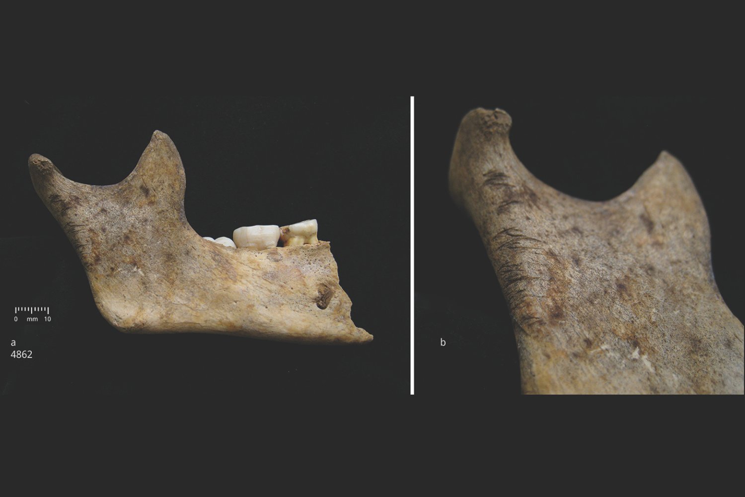 Killed, Butchered and Cannibalized: Archaeologists Uncover Horrific ...