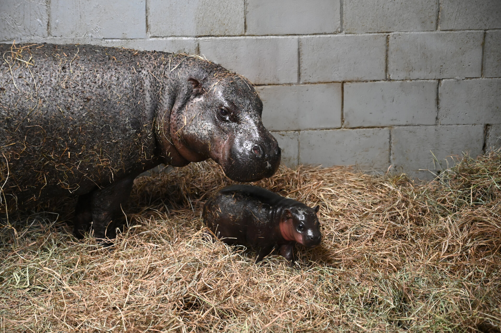 Meet 'New Deng': Virginia Zoo's Latest Addition Is a Baby Pygmy Hippo